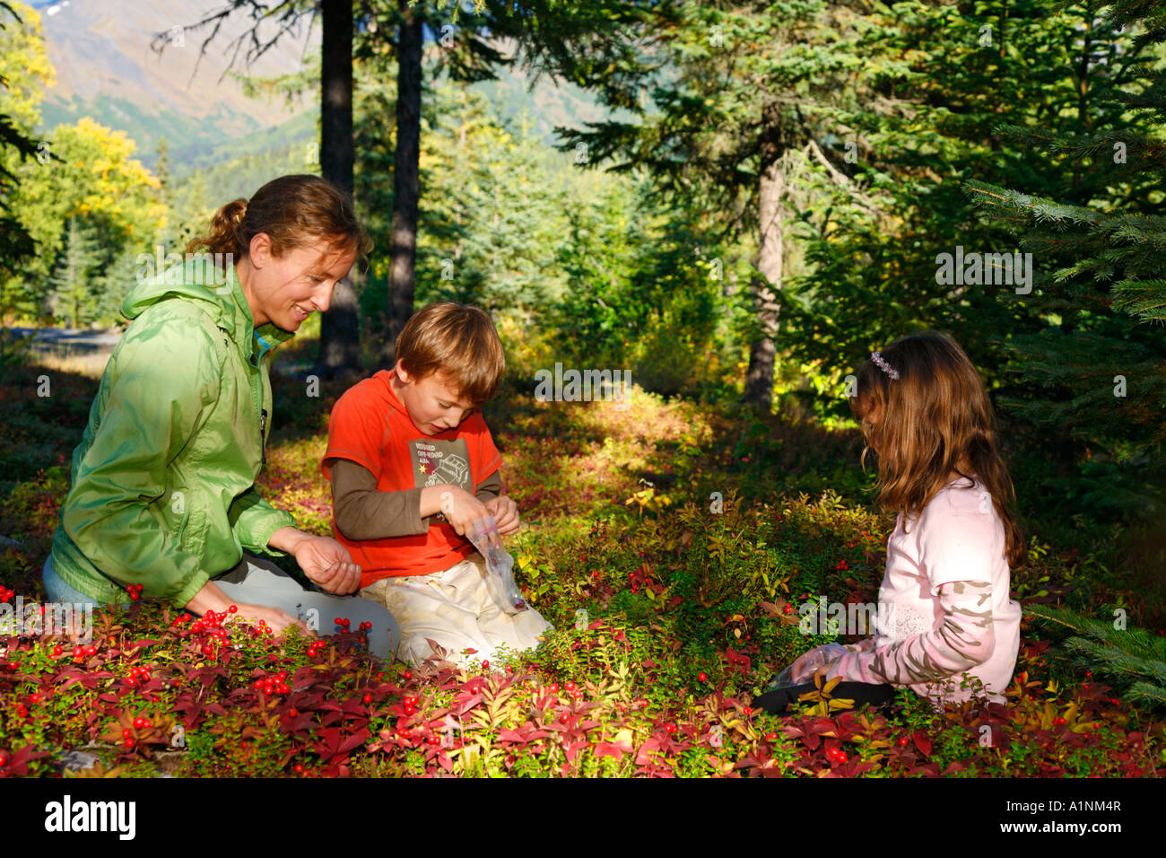Berry picking alaska hi-res stock photography and images - Alamy