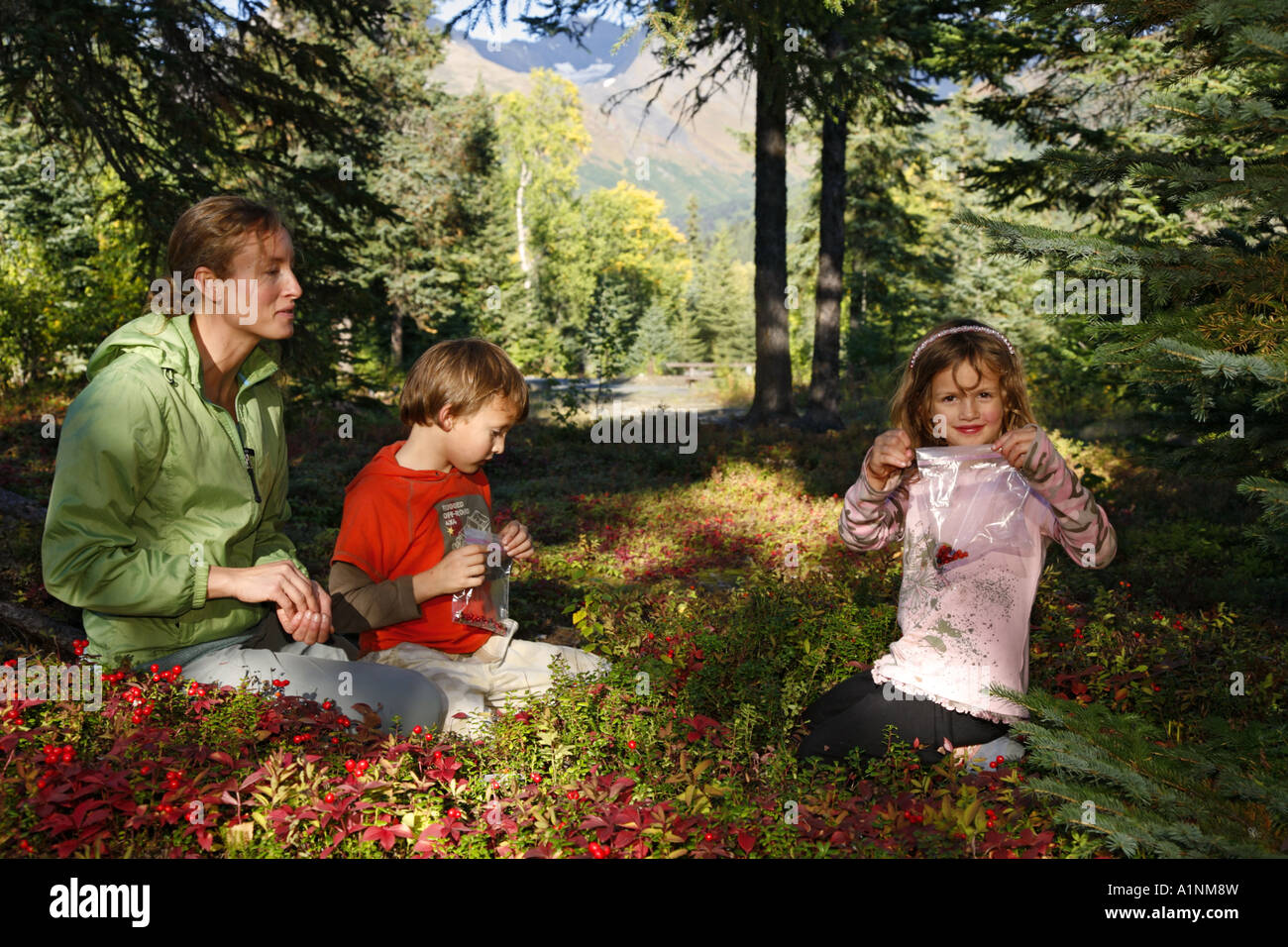 Alaska berry picking hi-res stock photography and images - Alamy