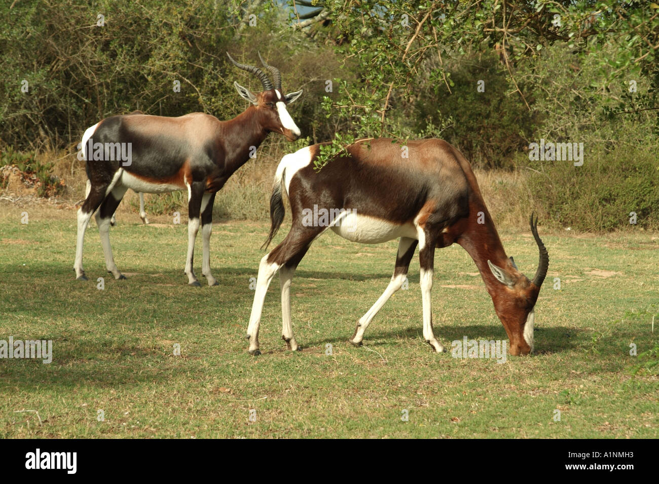 Bontebok family hi-res stock photography and images - Alamy