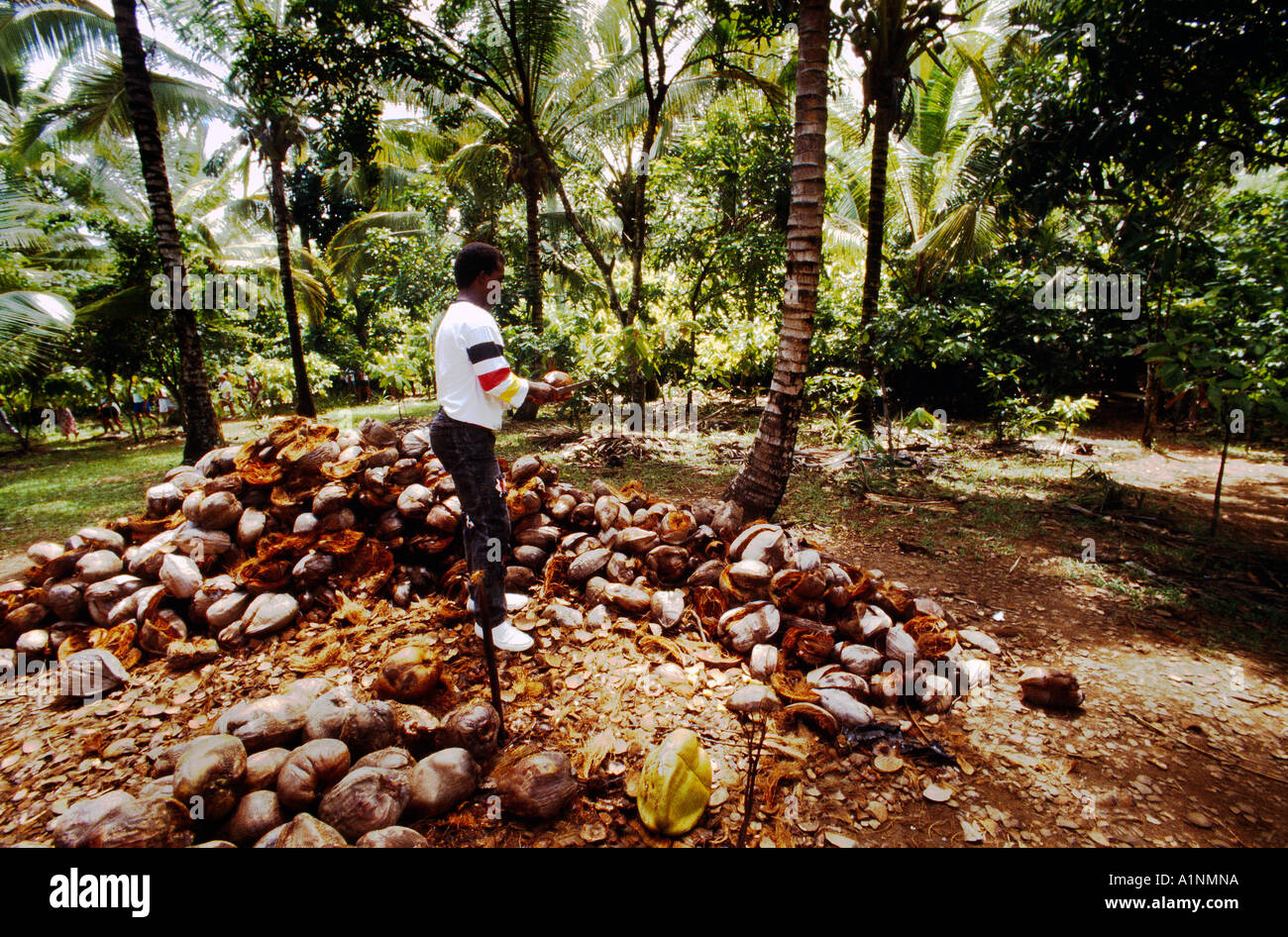 Dominican Republic Man Collecting Coconuts Stock Photo - Alamy