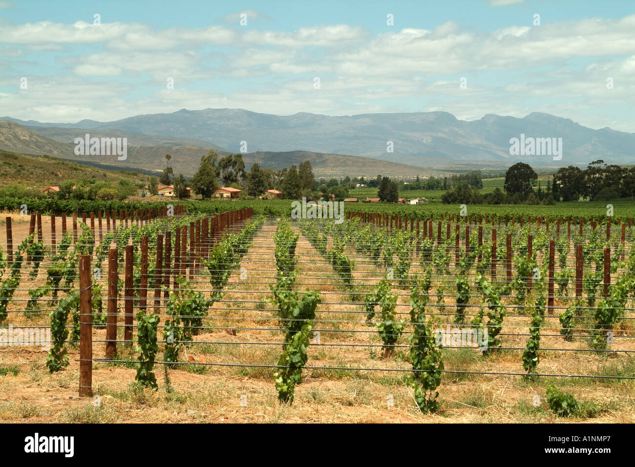 Young vines in the vineyard of Graham Beck Wines in Robertson western ...
