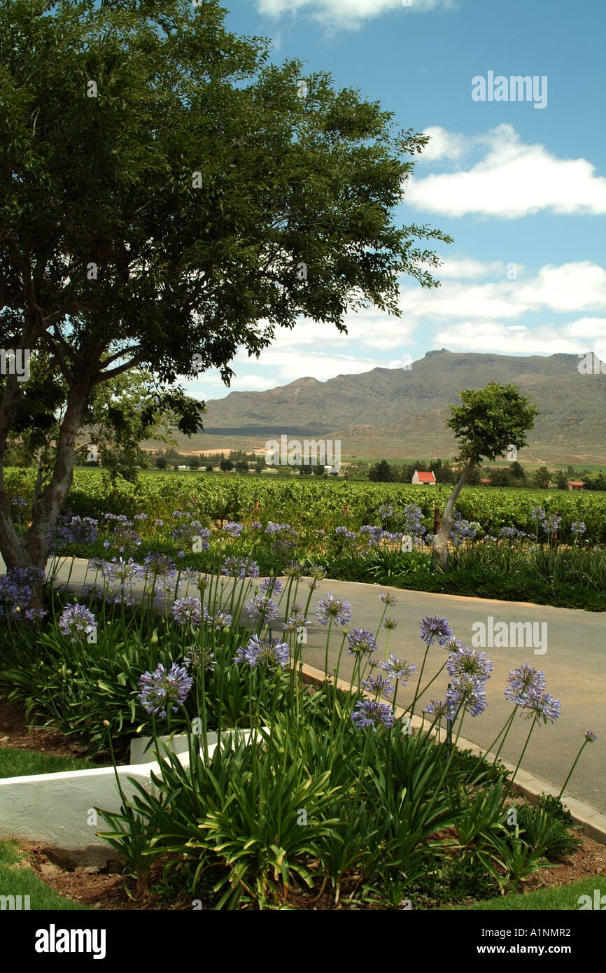 Graham Beck wine estate at Robertson western cape South Africa RSA ...