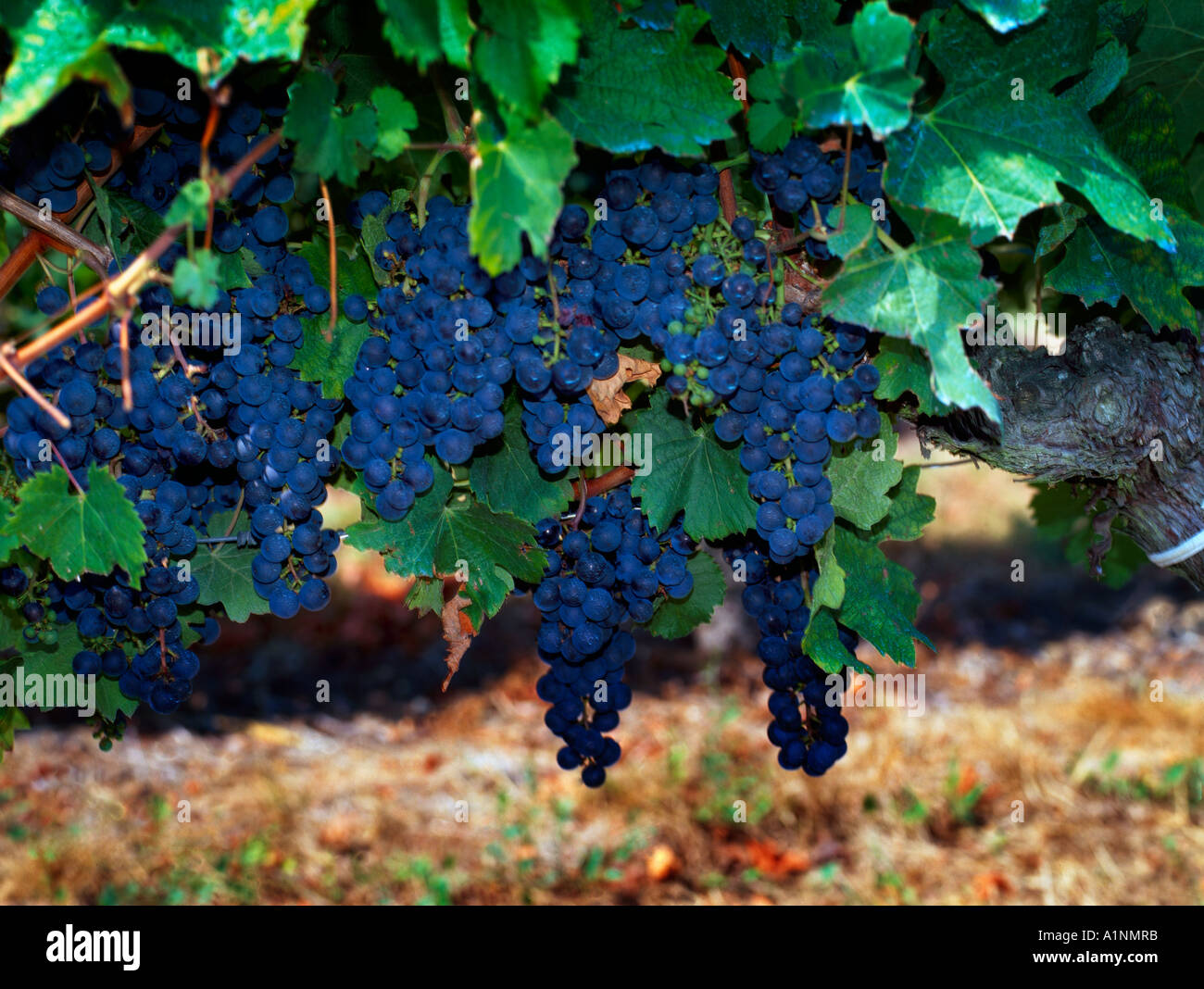 St emilion france montague st hi-res stock photography and images - Alamy