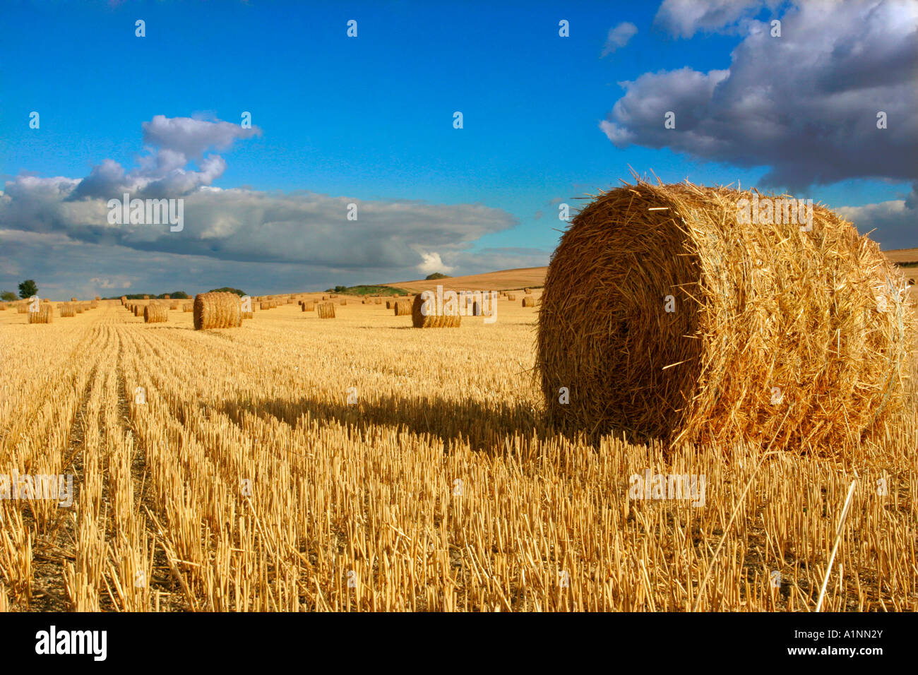 Harvested corn field in Wiltshire, England Stock Photo - Alamy