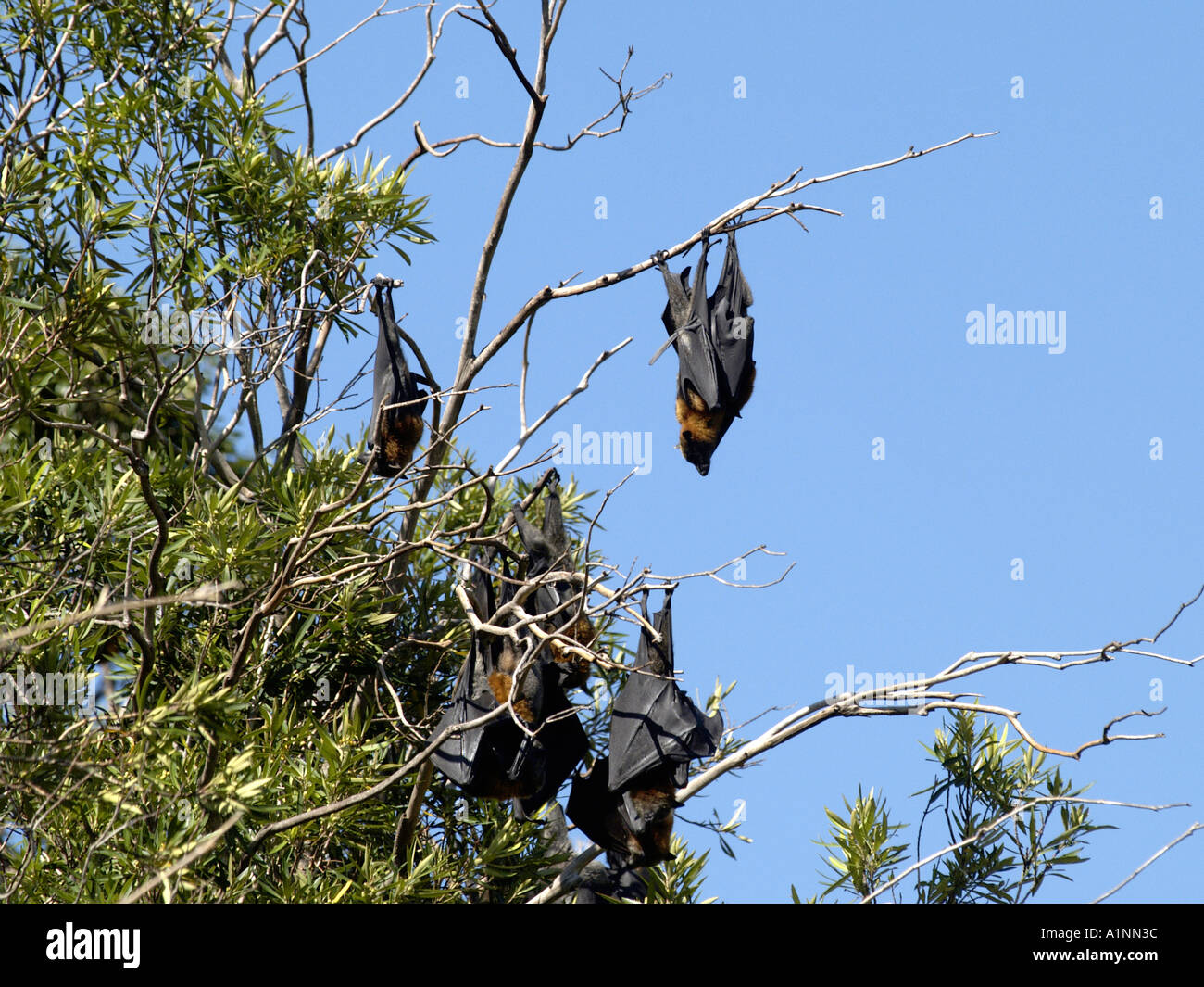 New south wales bats hi-res stock photography and images - Alamy