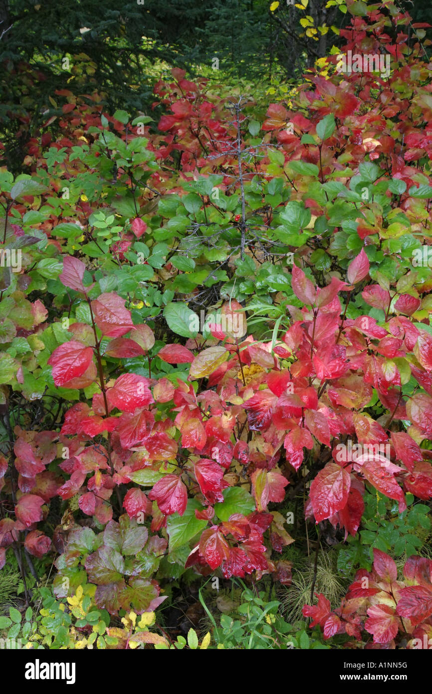 Fall Foliage Kenai Peninsula Chugach National Forest Alaska Stock Photo ...
