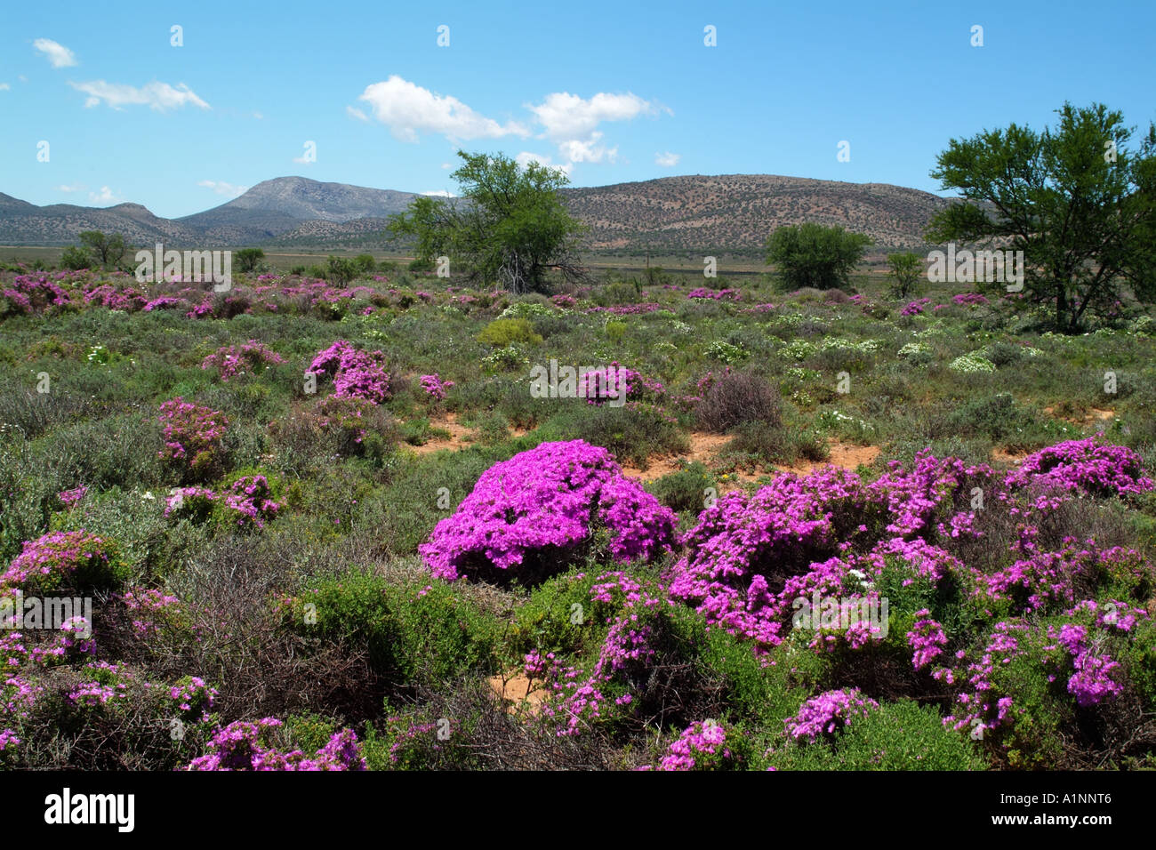 Flowering Vygies in the Little Karoo South Africa RSA Stock Photo - Alamy