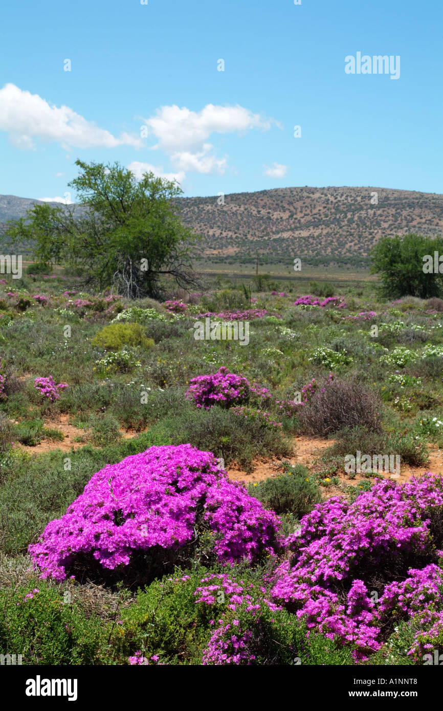Flowering Vygies in the Little Karoo South Africa RSA Stock Photo - Alamy