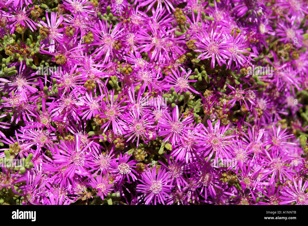South africa purple blooms hi-res stock photography and images - Alamy