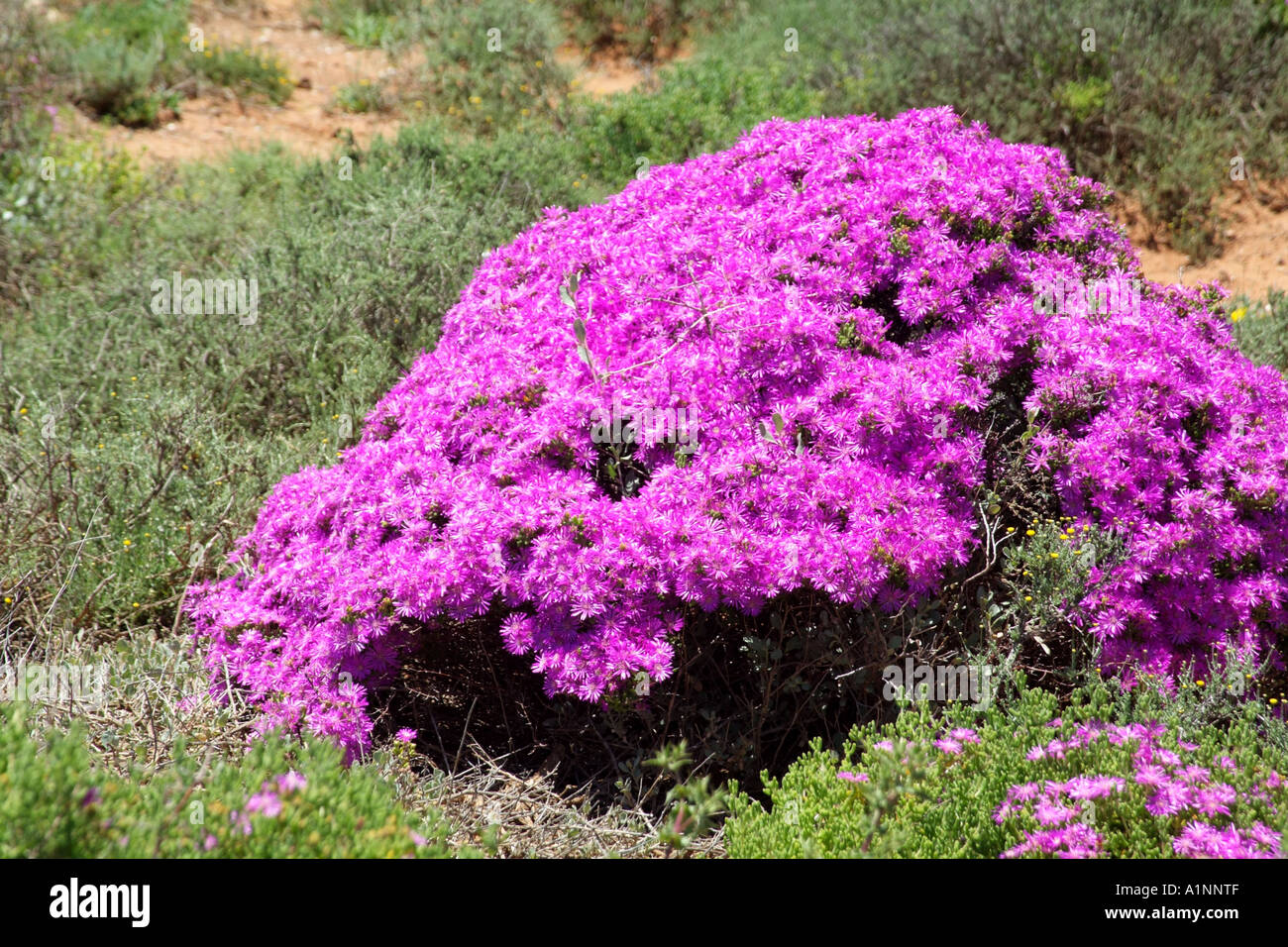 Flowering Vygies in the Little Karoo South Africa RSA Stock Photo - Alamy