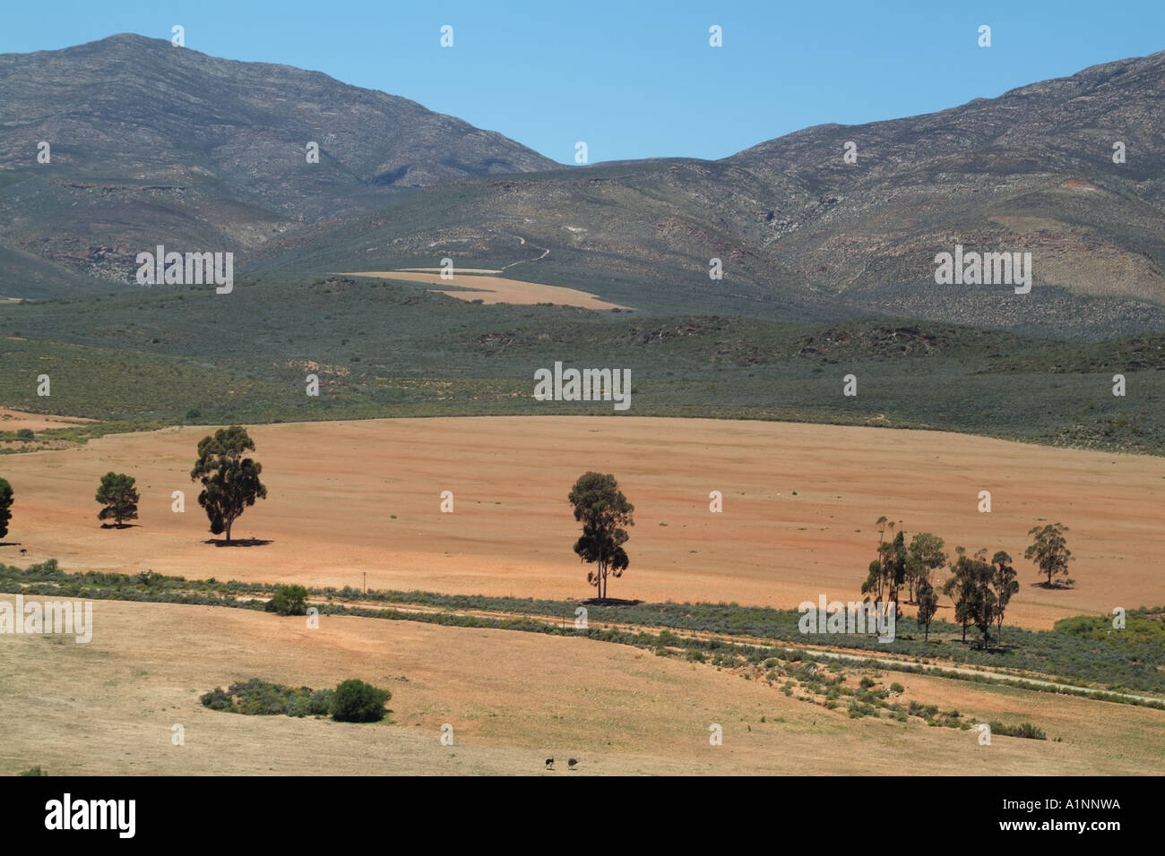 Gum trees grow on farmland at Uniondale in the Karoo area South Africa ...