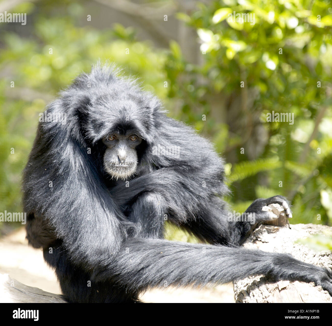 SIAMANG APE IN ADELAIDE ZOO ADELAIDE SOUTH AUSTRALIA Stock Photo - Alamy