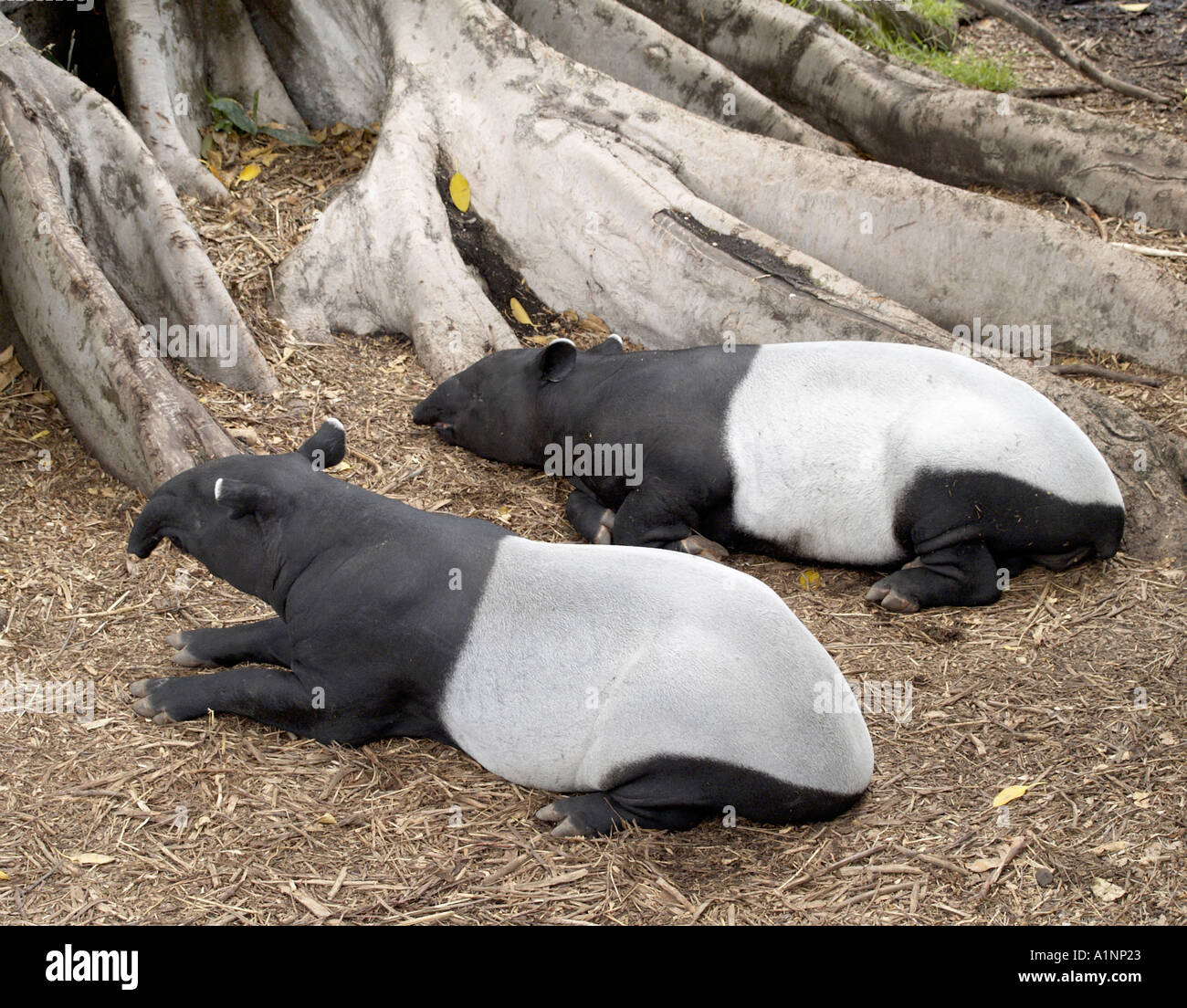 Tapir enclosure hi-res stock photography and images - Alamy