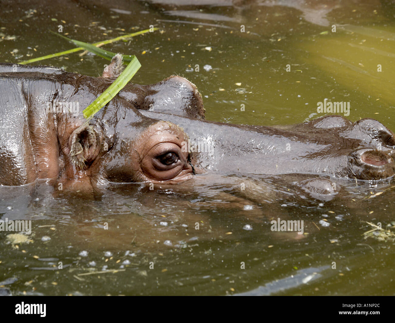 Hippopotamus water hole landscape south australia hippo hi-res stock ...