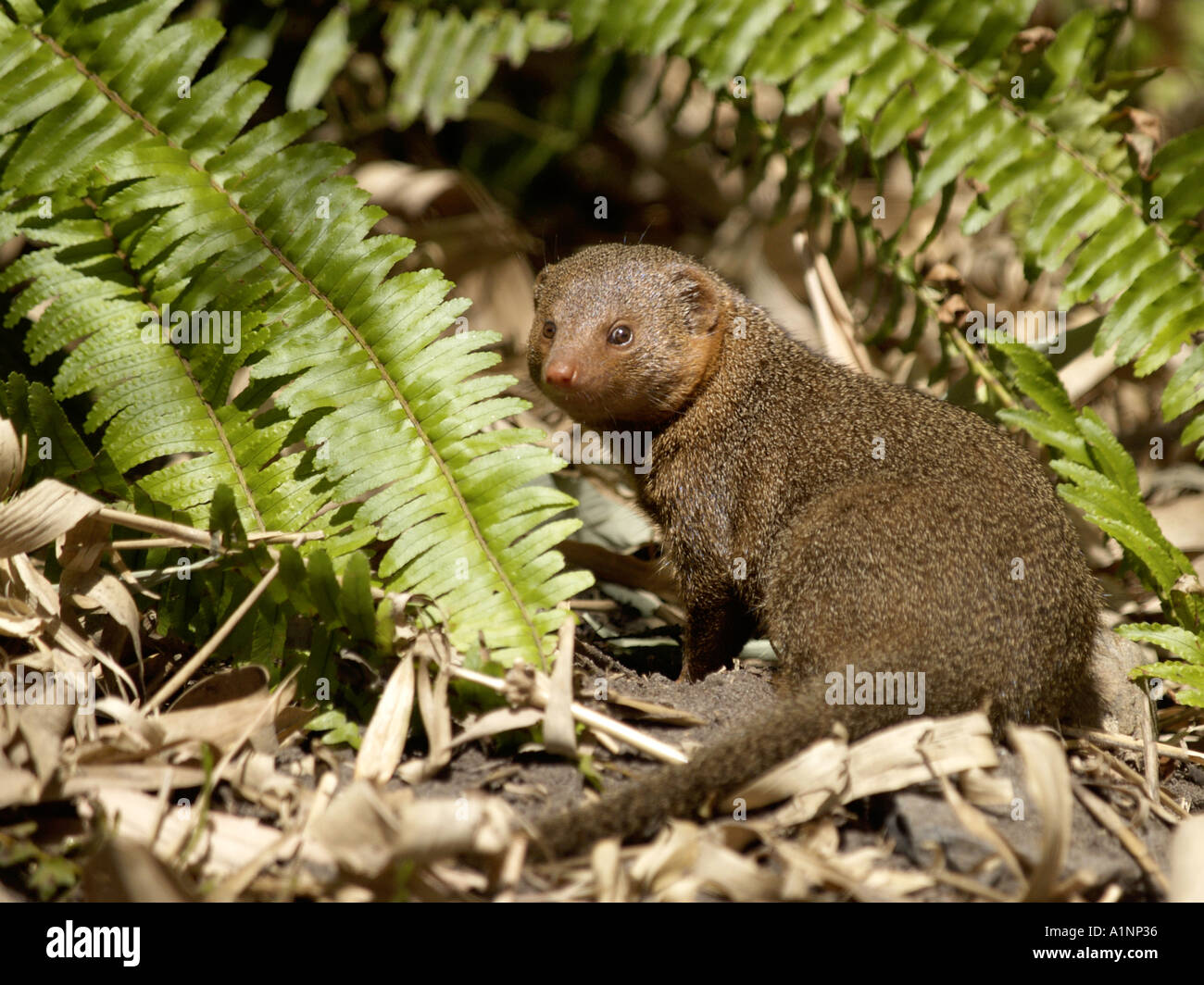 MONGOOSE AT ADELAIDE ZOO SOUTH AUSTRALIA Stock Photo - Alamy