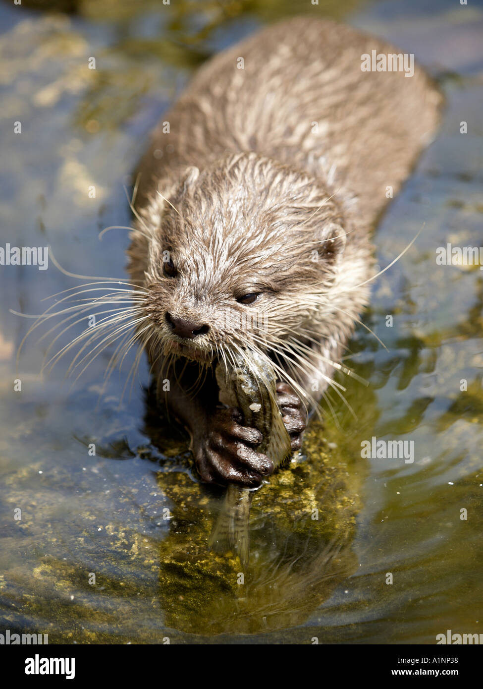 Australian otter hi-res stock photography and images - Alamy