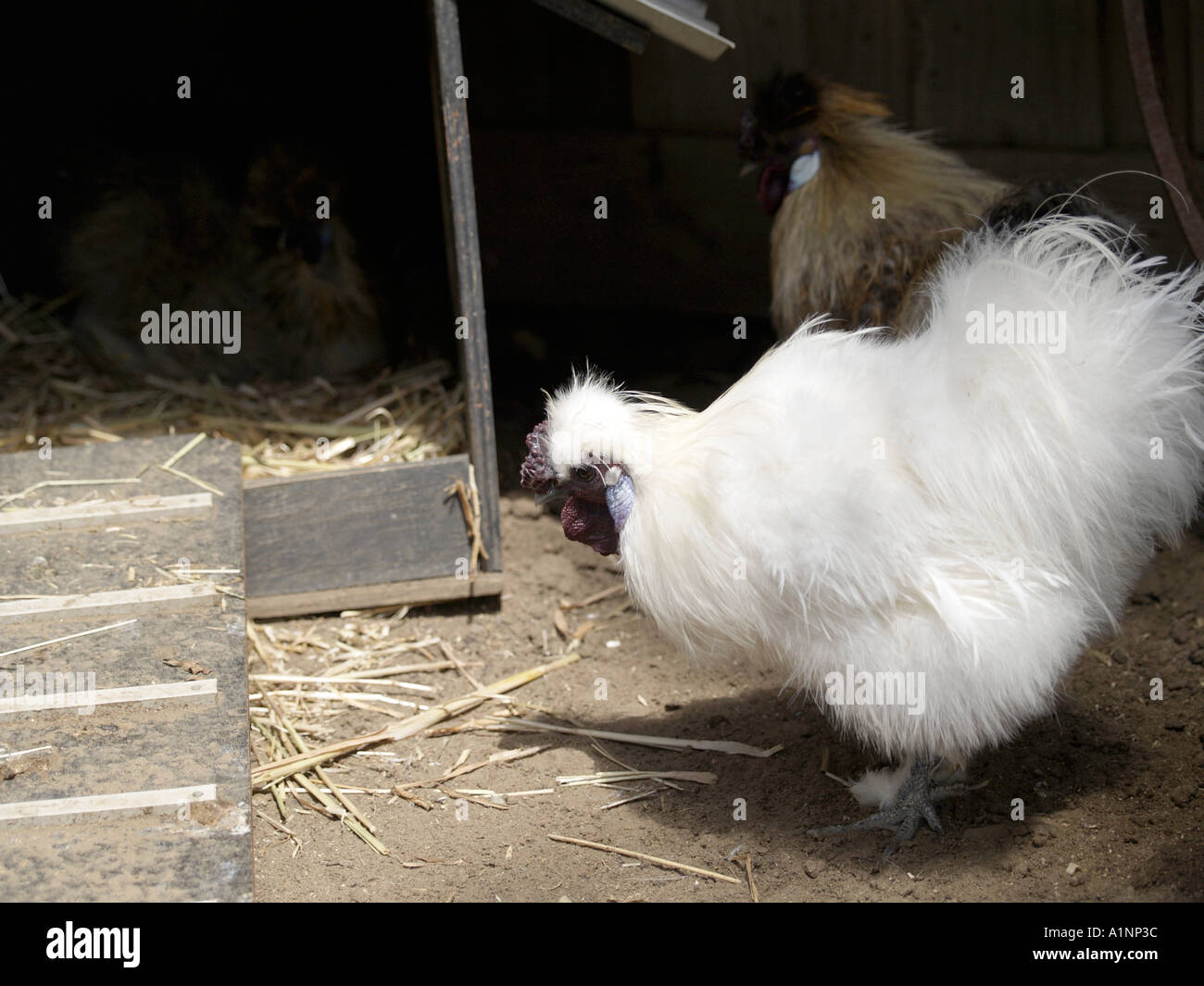 Australian chicken hi-res stock photography and images - Alamy