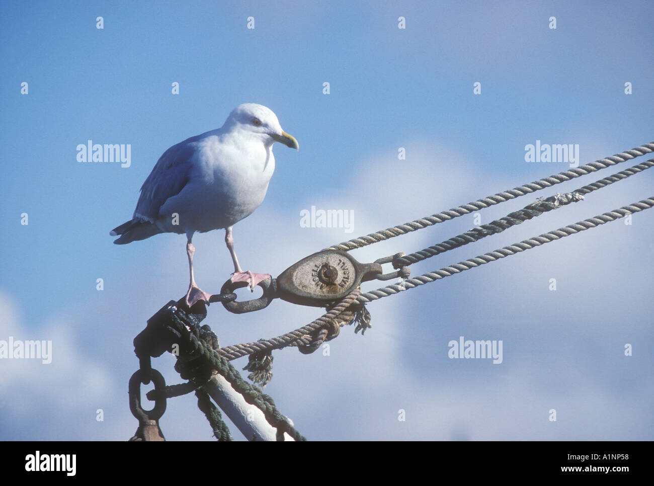 Herring Gull on fishing boat rigging Stock Photo - Alamy