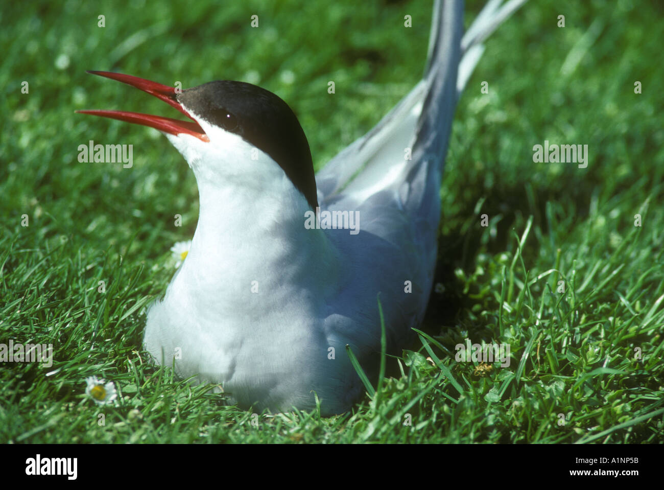 Sterna paradisaea sitting on its nest hi-res stock photography and ...