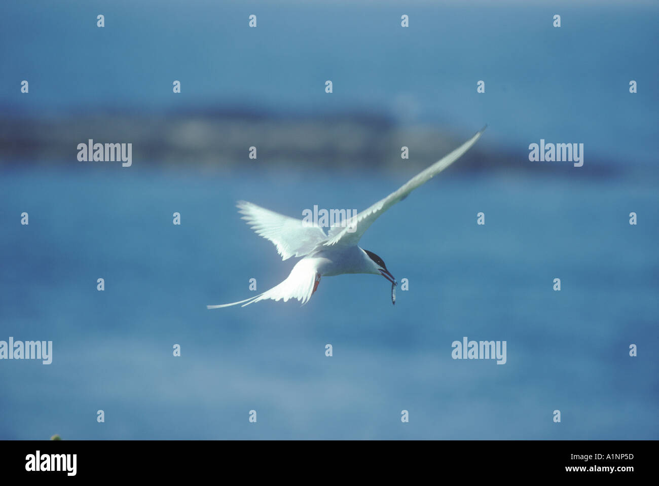 Common Tern flying carrying a sand eel Stock Photo - Alamy