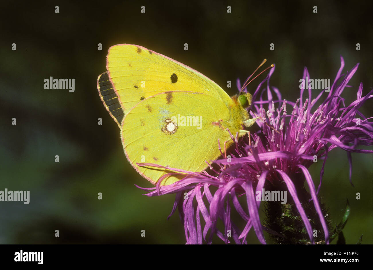 Bright yellow under wing hi-res stock photography and images - Alamy