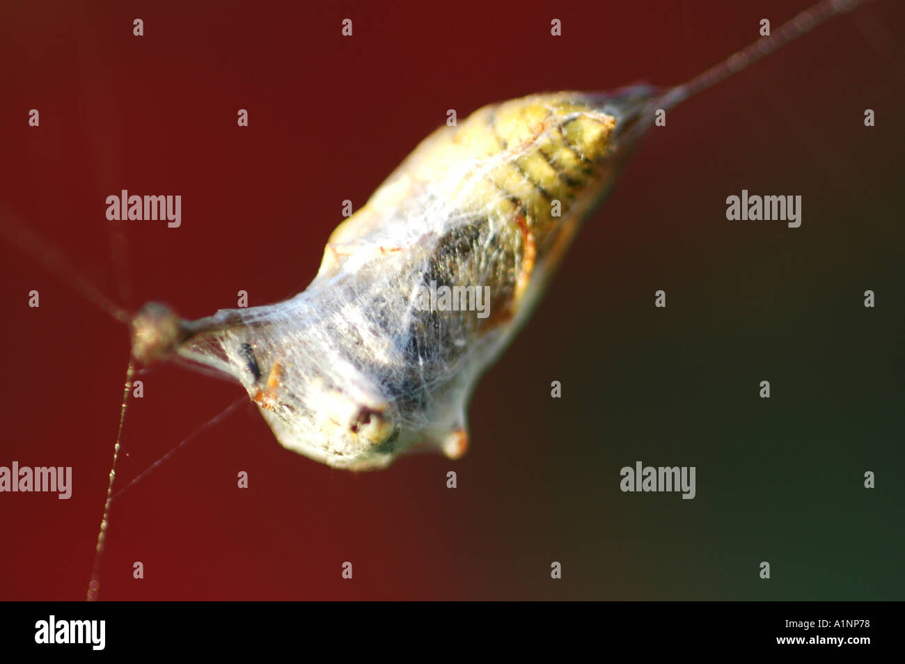 Wasp wrapped up in spiders web Stock Photo - Alamy