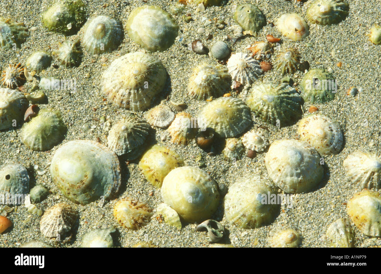 Limpet shells on a sandy beach Stock Photo - Alamy
