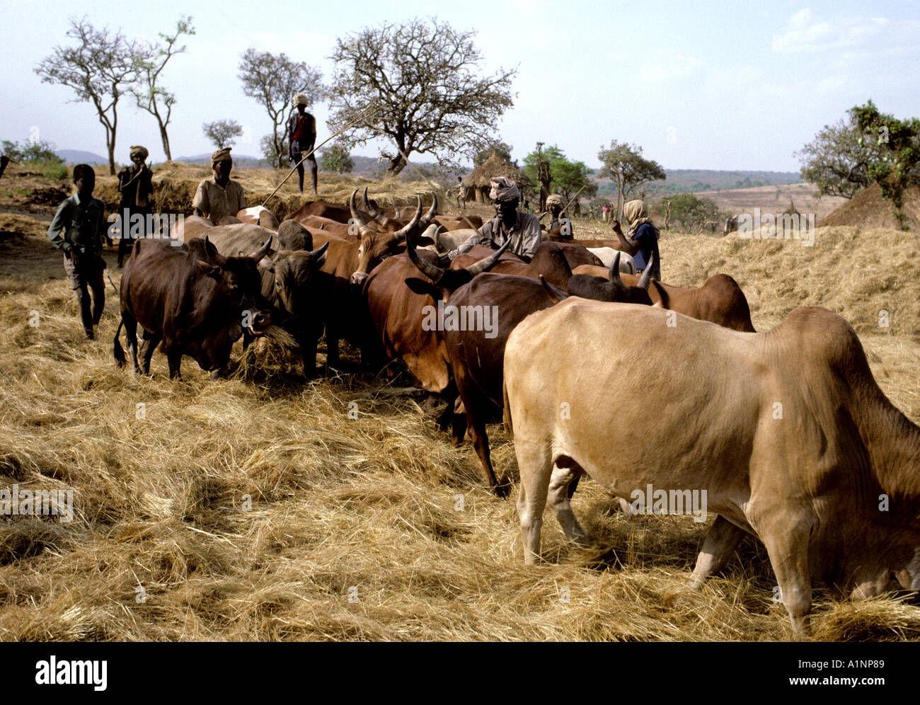 Treshing teff the most popular grain crop in Ethiopia Stock Photo - Alamy