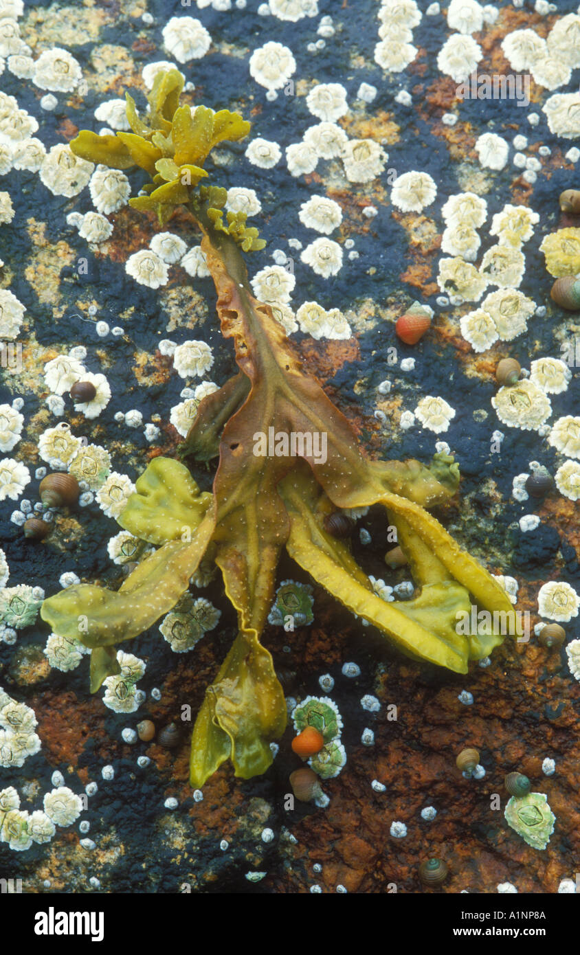 Seaweed attached to barnacle covered rock Stock Photo - Alamy