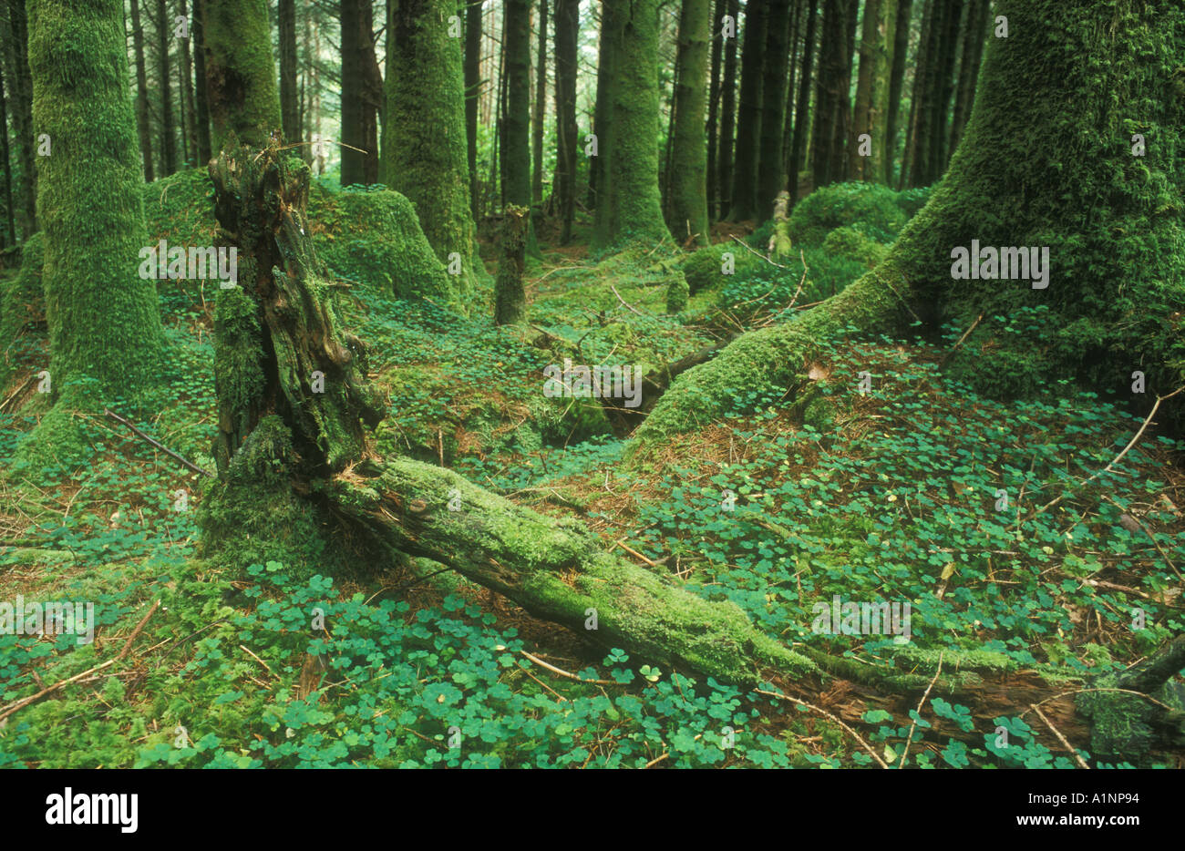 Rotting tree stump in forest Stock Photo - Alamy