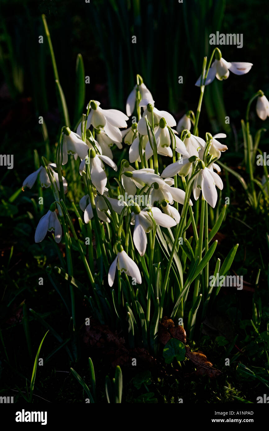 Snowdrops in the churchyard of a village church in Dorset, England ...