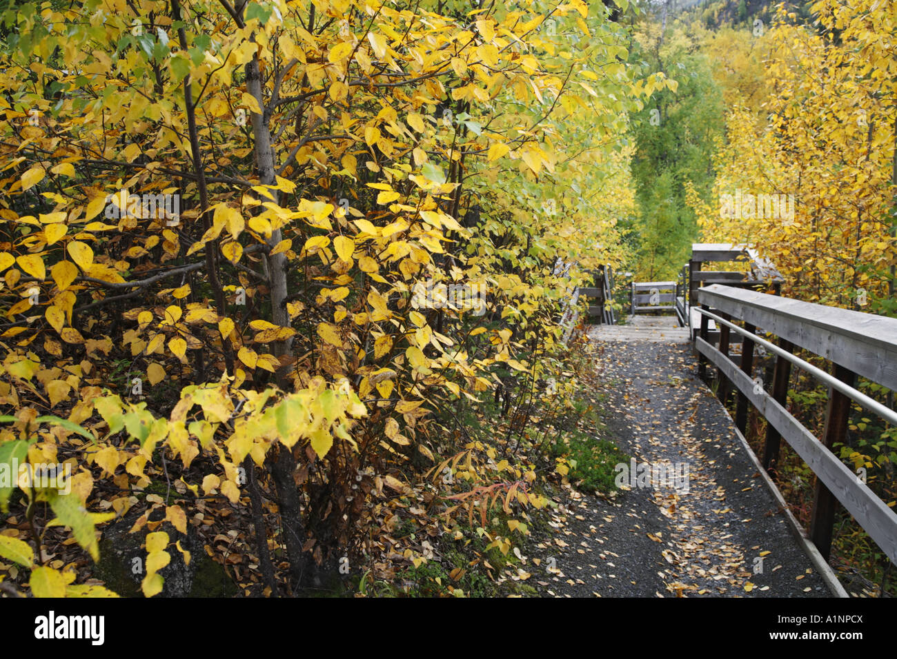 Walkway at the Russian River Campground Kenai Peninsula Chugach ...