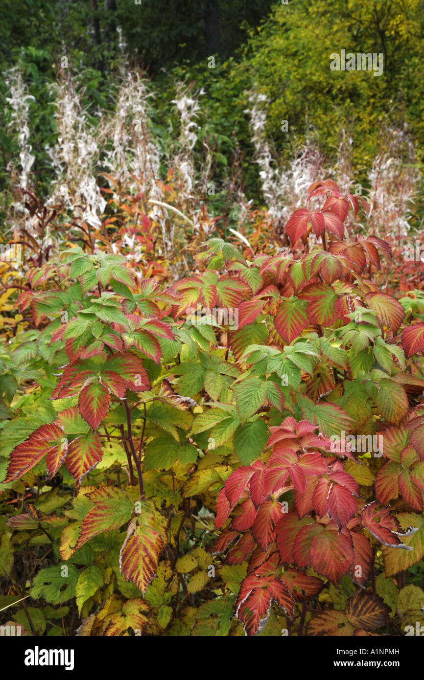 Fall Foliage Kenai Peninsula Chugach National Forest Alaska Stock Photo ...