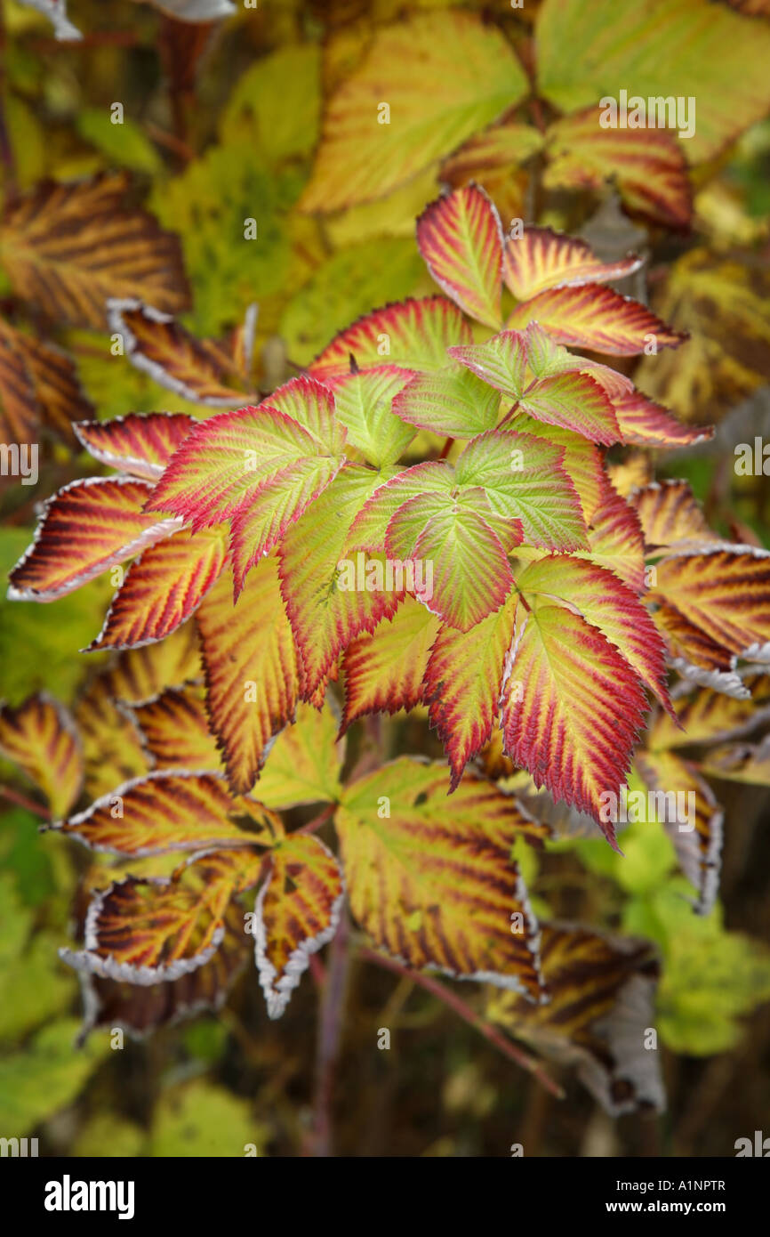 Fall Foliage Kenai Peninsula Chugach National Forest Alaska Stock Photo ...