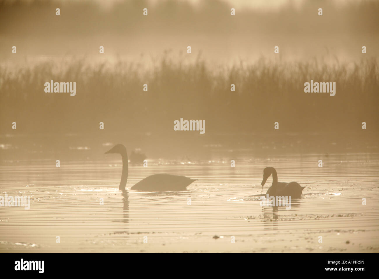 Fall Migration of Trumpeter Swans Tern Lake Kenai Peninsula Alaska ...