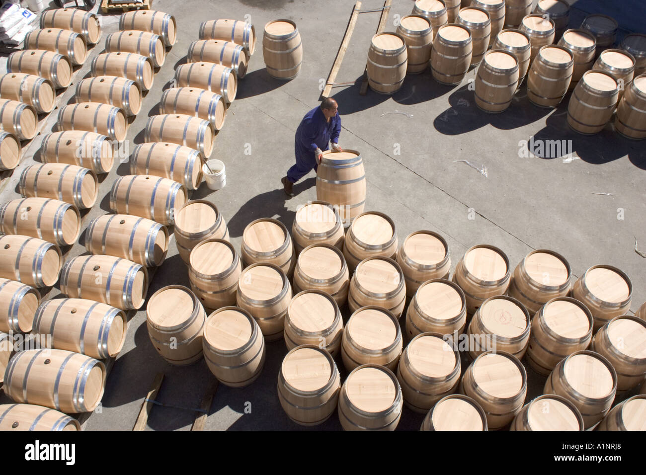 man moving wine barrels, Gisborne, New Zealand Stock Photo - Alamy