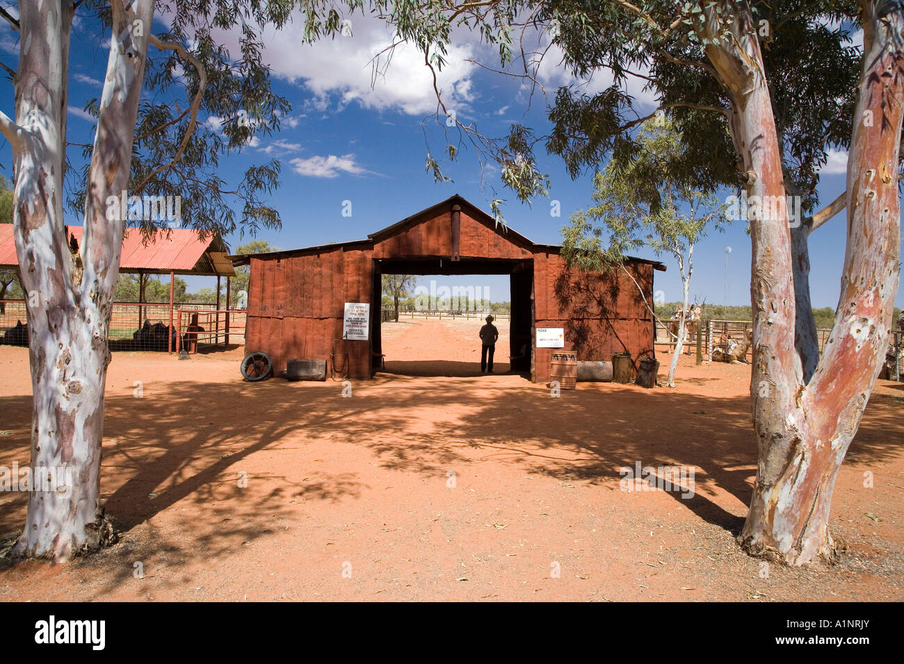 Outback Camel Farm Stuart Highway Outback Northern Territory Australia ...