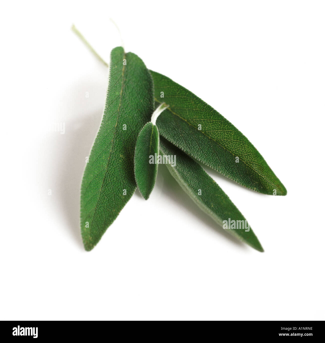 Salvia officinalis sprig of leaves on a white background Stock Photo ...