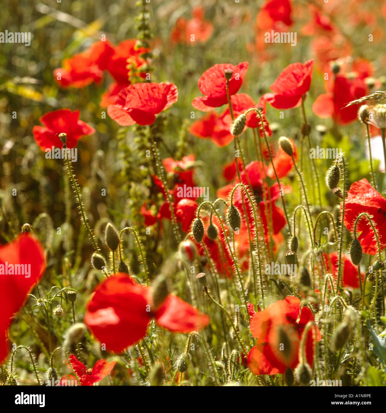 Poppys kent hi-res stock photography and images - Alamy