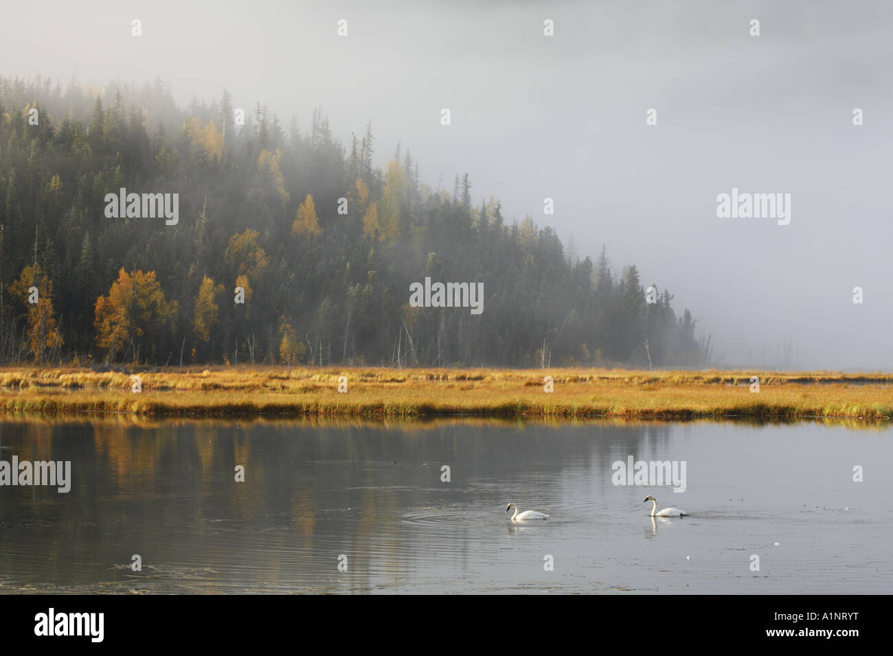 Fall Migration of Trumpeter Swans Tern Lake Kenai Peninsula Alaska ...