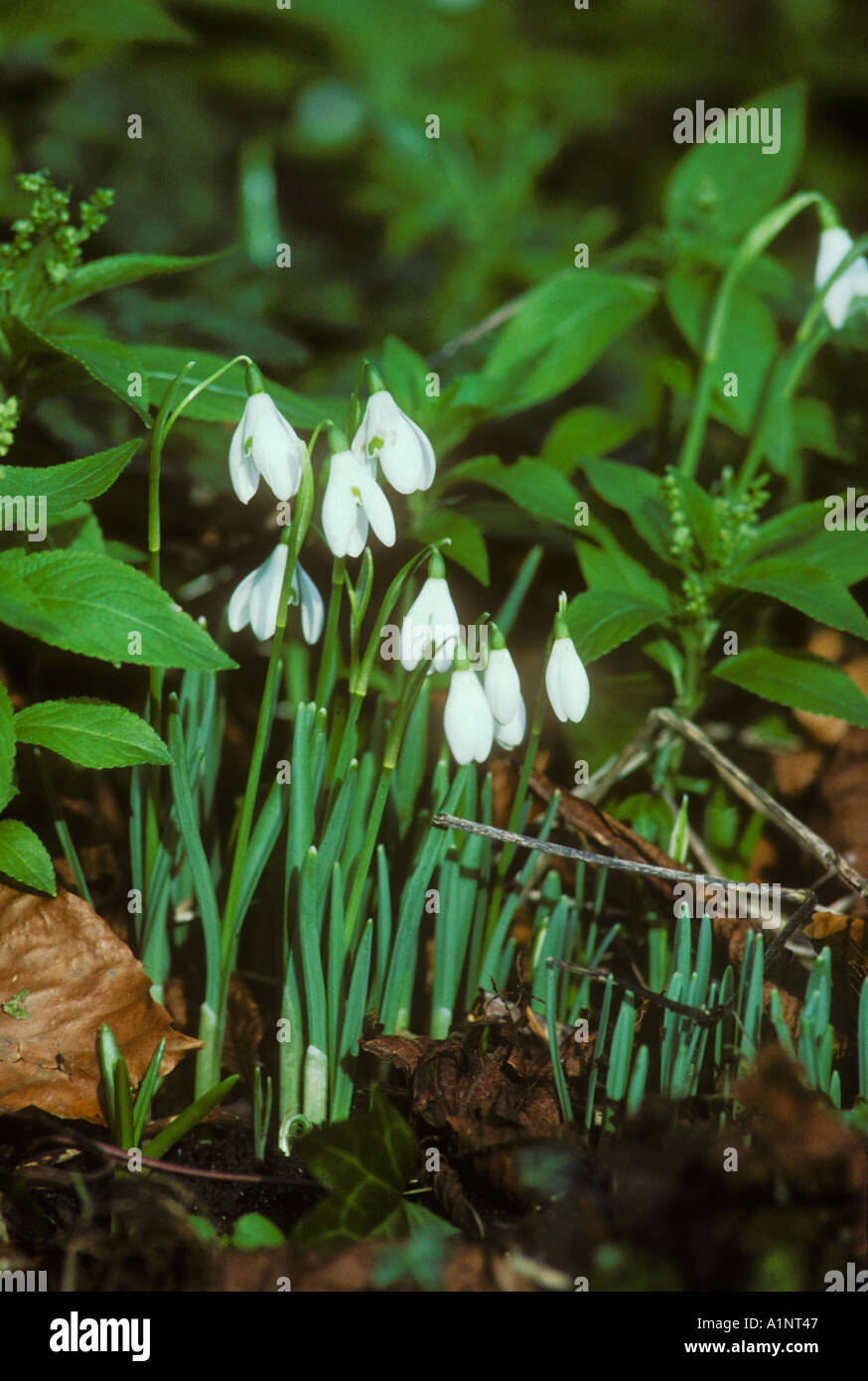 Snowdrops growing naturally in woodland Stock Photo - Alamy