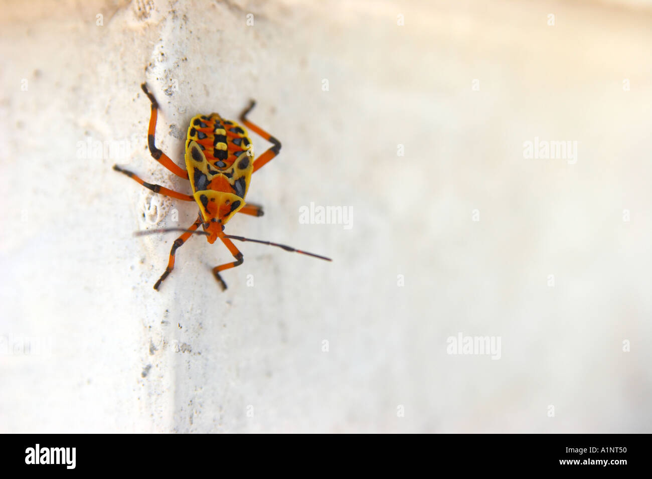 Colorful stink bug on a corner, Amador Causeway, Republic of Panama ...