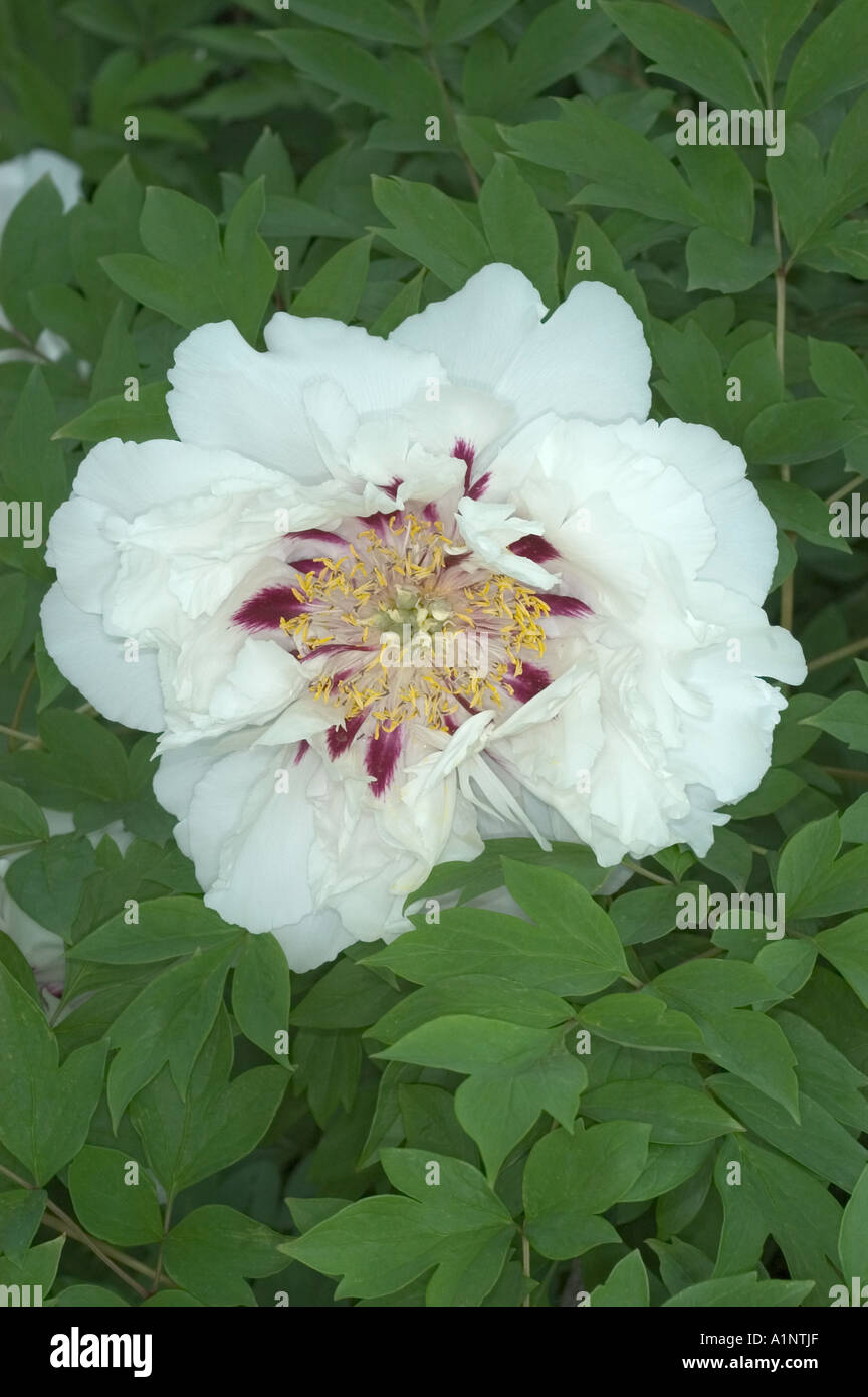 Chinese tree peony Paeonia Kun Shan Ye Guang Night Glow on the Sacred ...