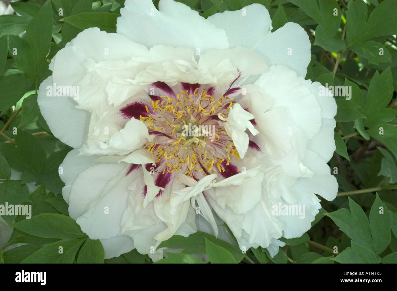 Chinese tree peony hi-res stock photography and images - Alamy