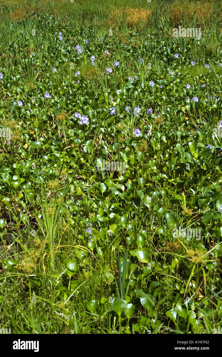 water hyacinth an invasive species of ponds and waterways growing in a ...