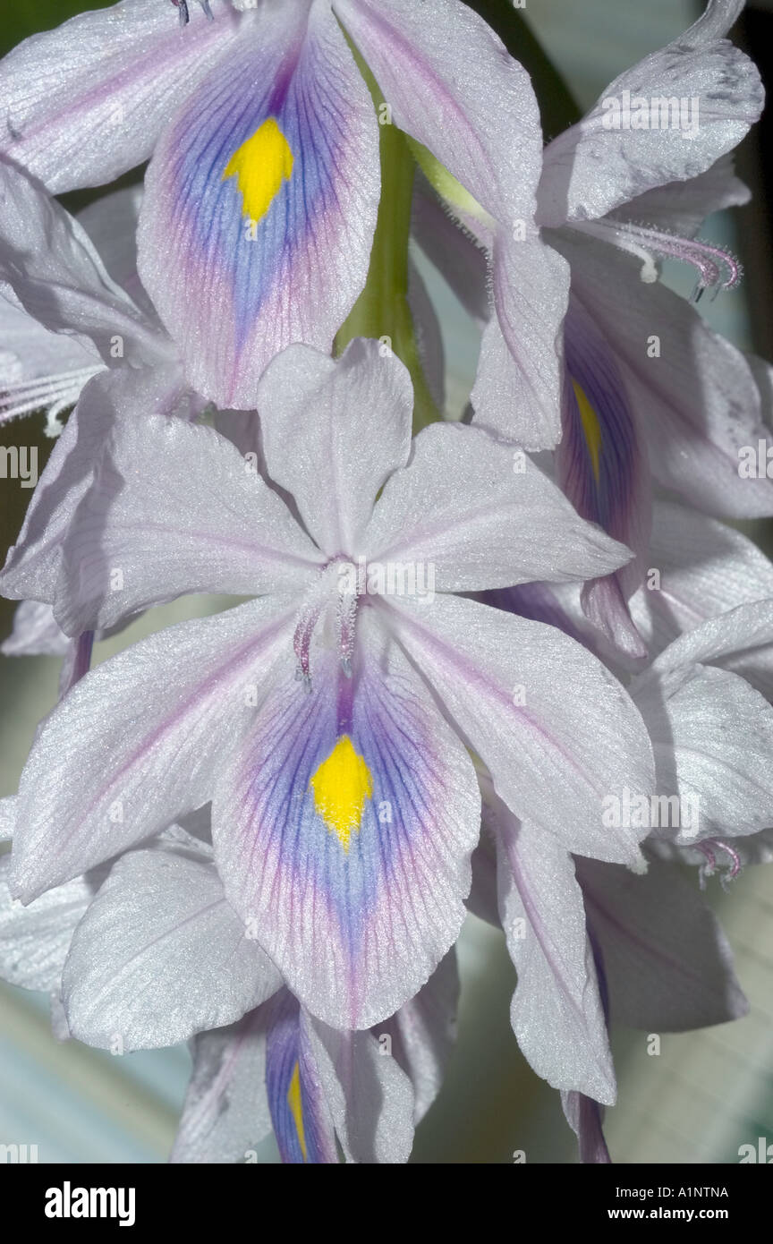 water hyacinth an invasive species of ponds and waterways Stock Photo ...