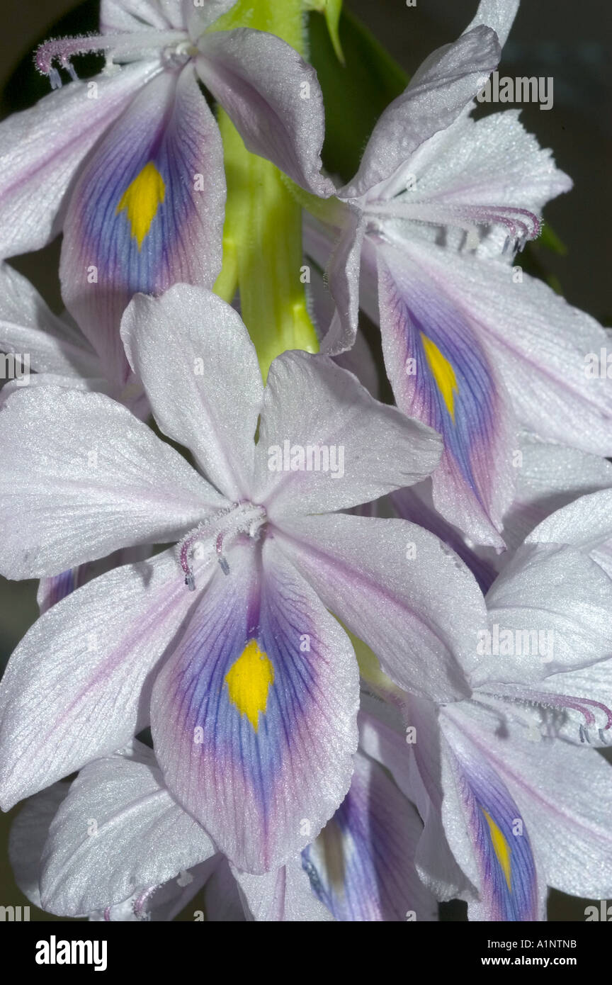water hyacinth an invasive species of ponds and waterways Stock Photo ...