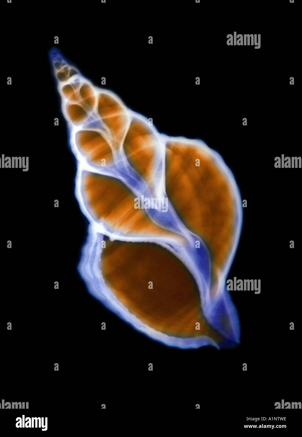 xray of sea shell Stock Photo - Alamy