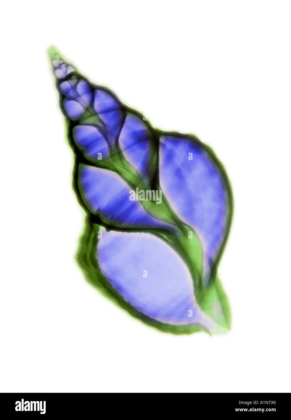 xray of sea shell Stock Photo - Alamy
