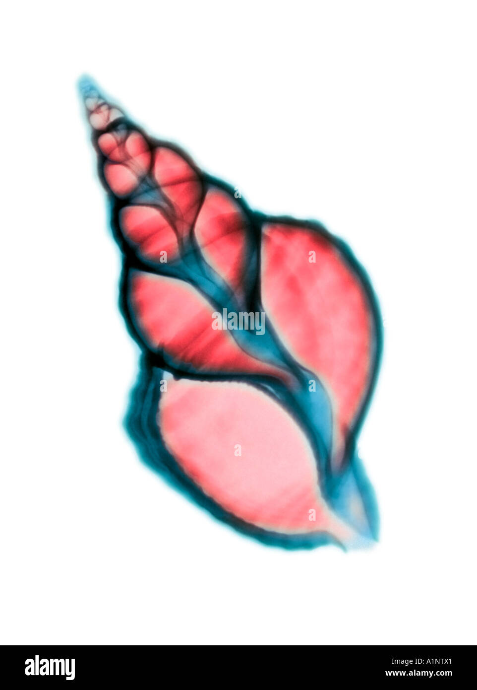 xray of sea shell Stock Photo - Alamy